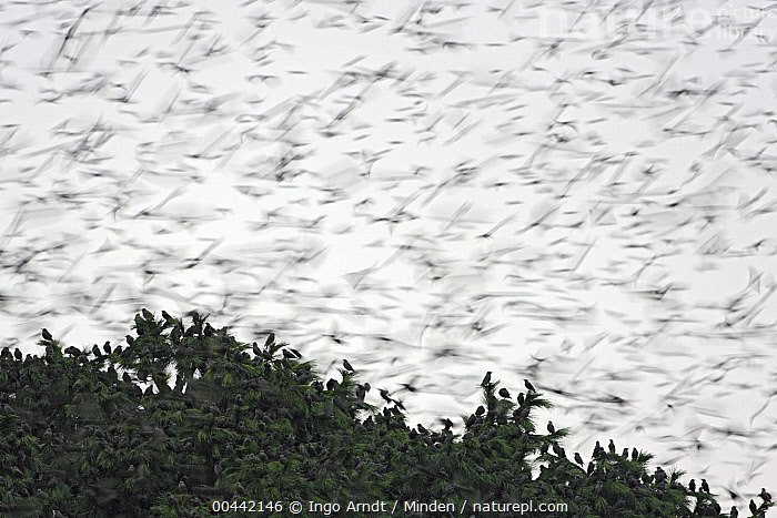 Stock photo of Common Starling (Sturnus vulgaris) mass arriving at ...