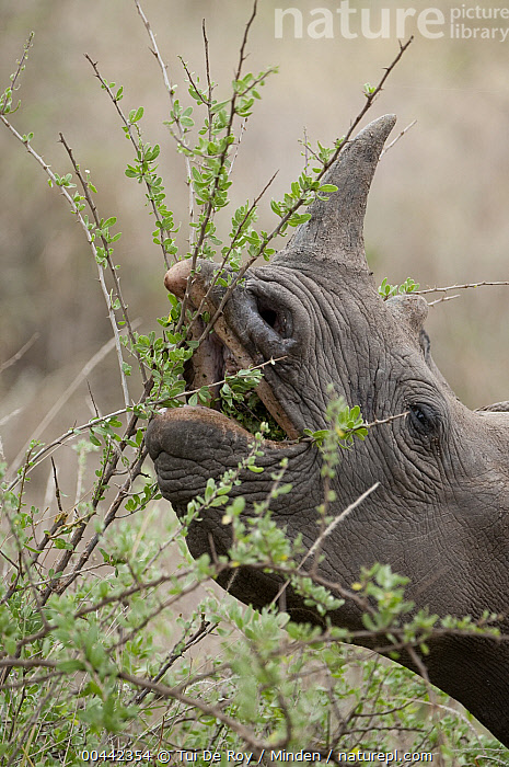 Stock photo of Black Rhinoceros (Diceros bicornis) using prehensile lip ...