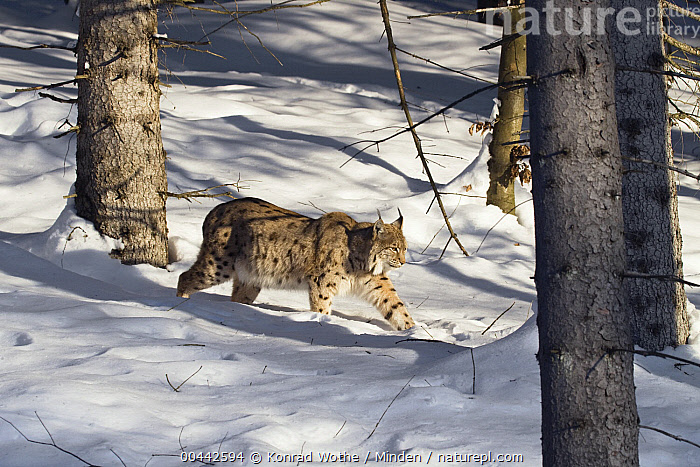 Stock photo of Eurasian Lynx (Lynx lynx) walking through forest ...