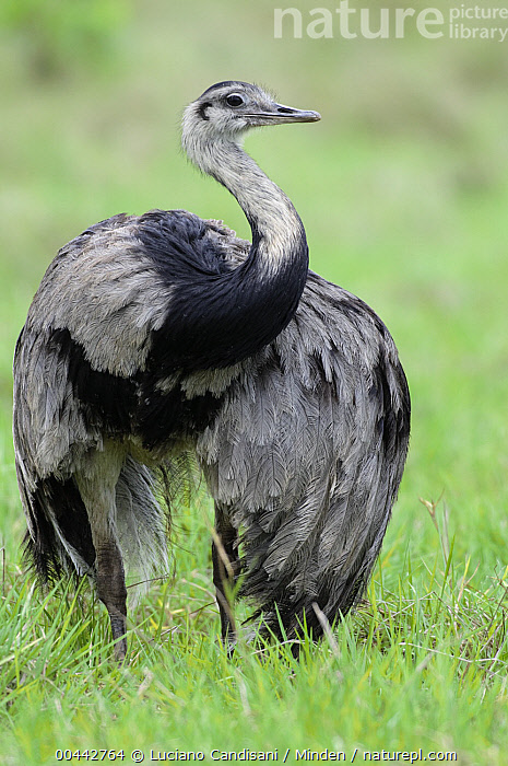 Stock photo of Greater Rhea (Rhea americana) stretching wings, Pantanal ...