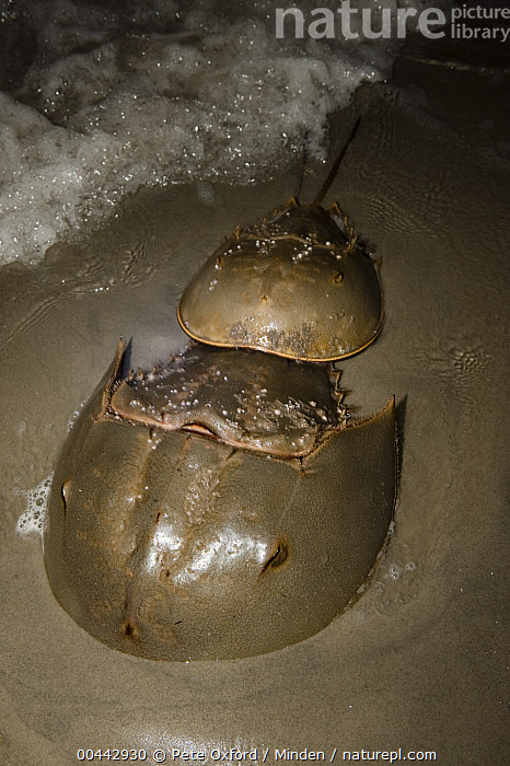 Stock photo of Horseshoe Crab (Limulus polyphemus) male clinging to the ...