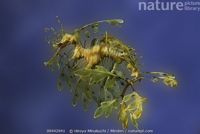 Stock photo of Leafy Sea Dragon (Phycodurus eques) camouflaged as ...