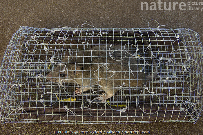 Stock photo of Rat (Rattus sp) in trap for luring Galapagos Hawk (Buteo ...