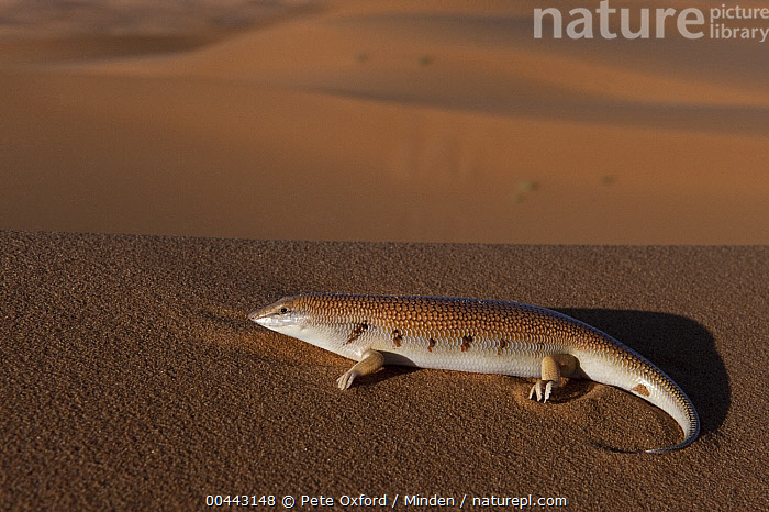 Stock photo of White-banded Sand Fish (Scincus albifasciatus ...