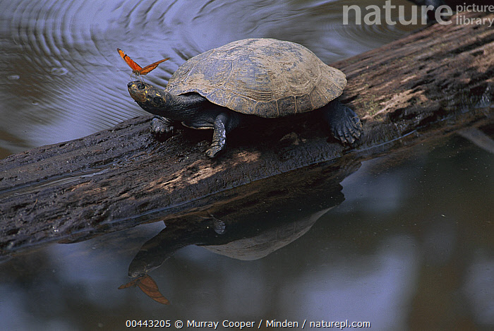 Stock photo of South American River Turtle (Podocnemis expansa) and ...