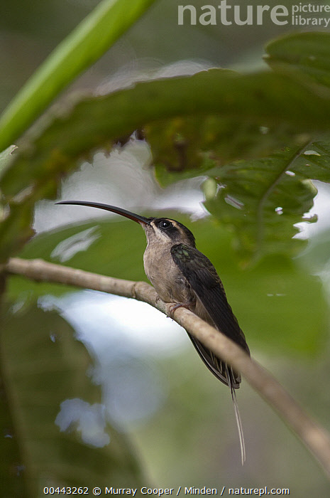 Stock photo of White-bearded Hermit (Phaethornis hispidus) hummingbird ...