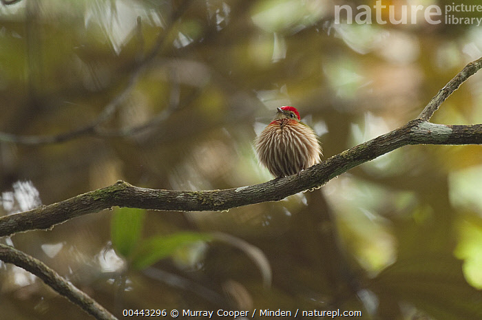 Stock photo of Striped Manakin (Machaeropterus regulus) male, Colombia ...