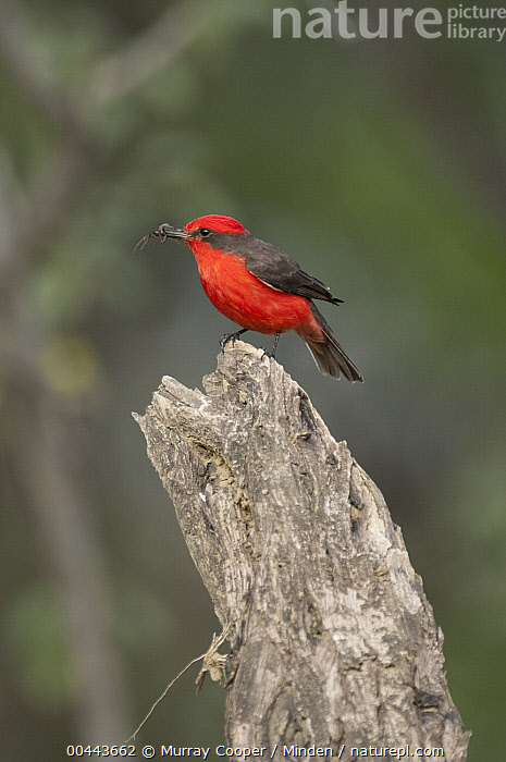 Stock photo of Vermilion Flycatcher (Pyrocephalus rubinus) male with ...