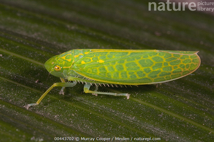 Stock photo of Leafhopper (Cicadellidae), Ecuador. Available for sale ...
