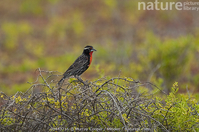 Stock photo of Peruvian Meadowlark (Sturnella bellicosa) male, Ecuador ...