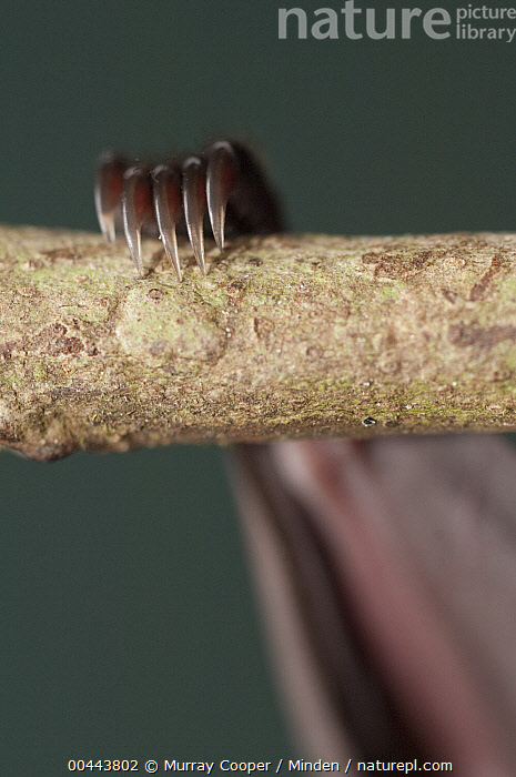 Stock photo of Leaf-nosed Bat (Phyllostomidae) fingers, Amazon, Ecuador ...