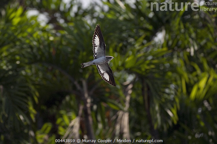 Stock photo of Sand-colored Nighthawk (Chordeiles rupestris) flying ...
