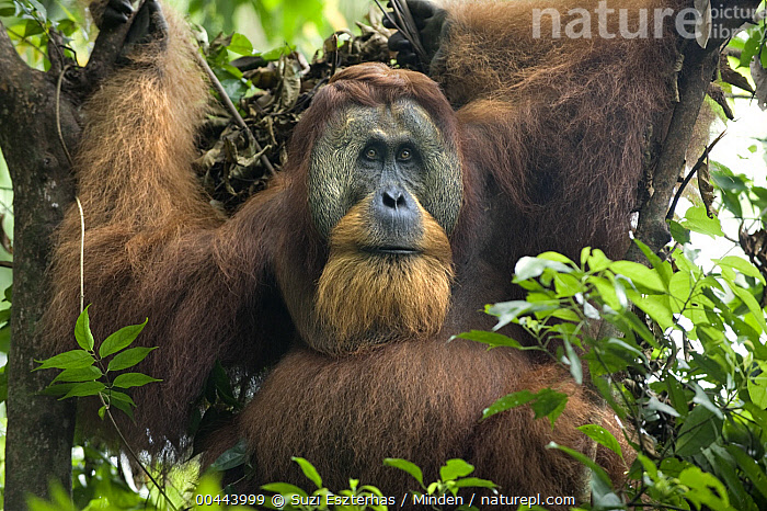 Stock photo of Sumatran Orangutan (Pongo abelii) dominant male in tree ...