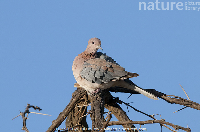 Stock photo of Laughing Dove (Spilopelia senegalensis), Kenya ...