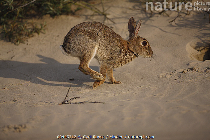 Stock photo of European Rabbit (Oryctolagus cuniculus) running in sand ...
