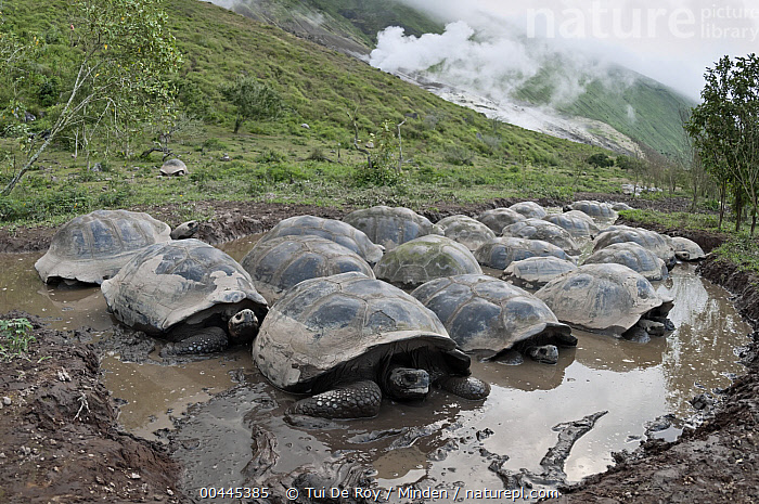 Stock photo of Volcan Alcedo Giant Tortoise (Chelonoidis vandenburghi ...