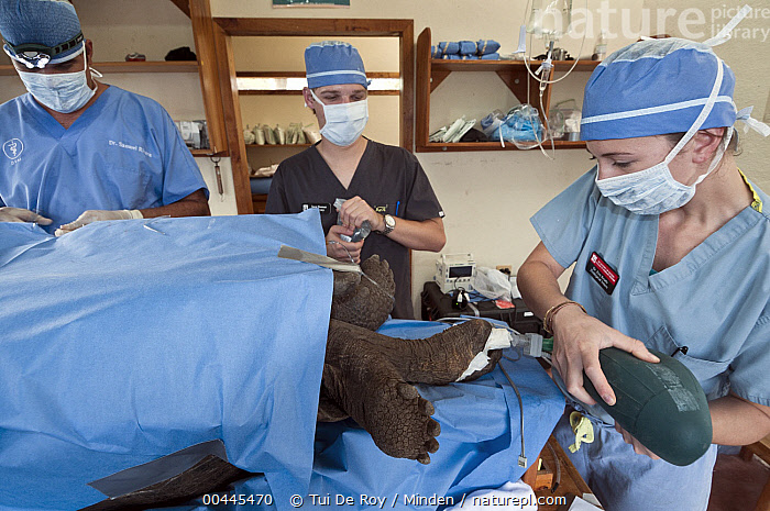 Stock photo of Galapagos Giant Tortoise (Chelonoidis nigra) undergoing ...