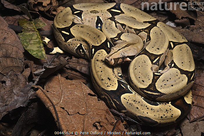 Stock photo of Boa Constrictor (Boa constrictor) coiled up on leaf ...