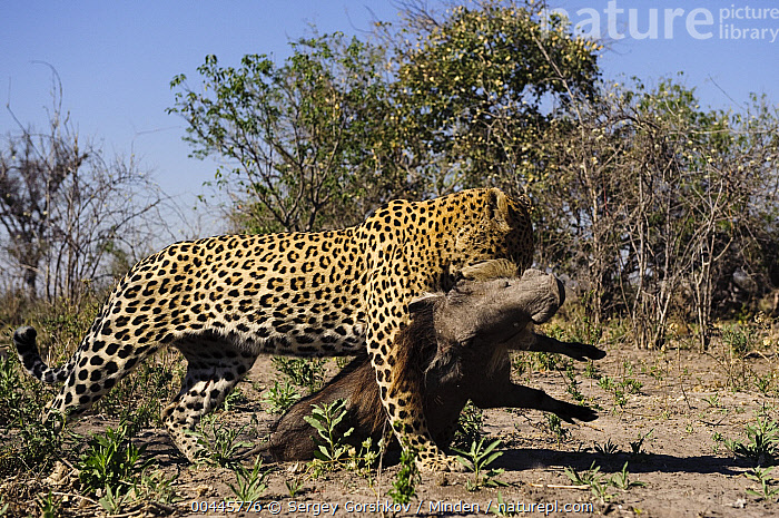Stock photo of Leopard (Panthera pardus) carrying Warthog (Phacochoerus ...