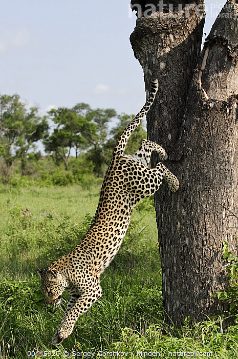 Stock photo of Leopard (Panthera pardus) jumping down from tree ...