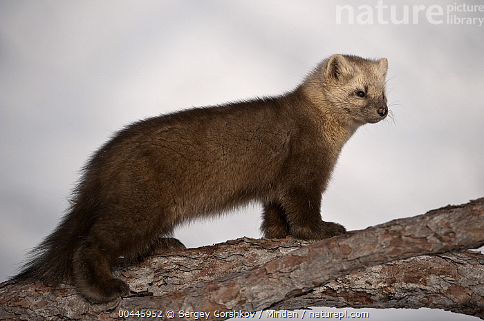 Stock photo of Sable (Martes zibellina), Kamchatka, Russia. Available ...