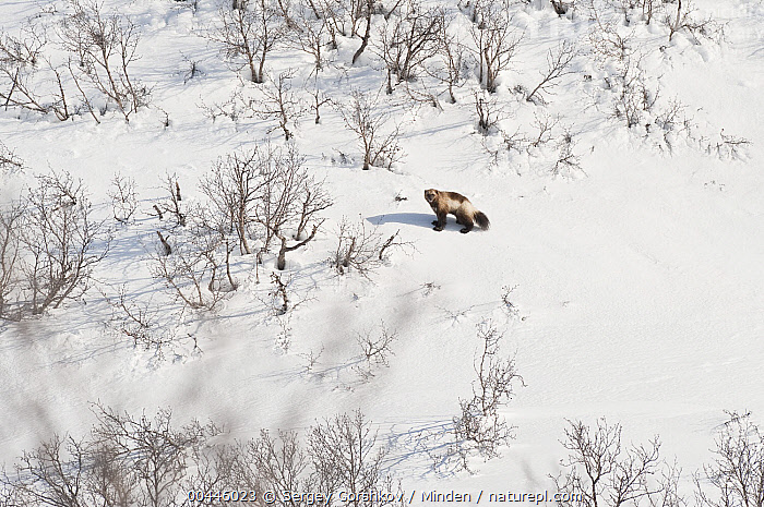 Stock photo of Wolverine (Gulo gulo) in snow-covered landscape ...