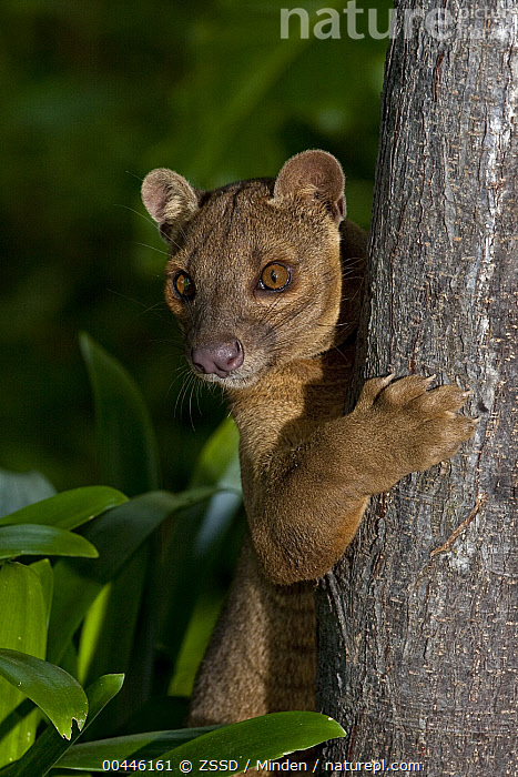 Stock photo of Fossa (Cryptoprocta ferox) climbing tree, native to ...