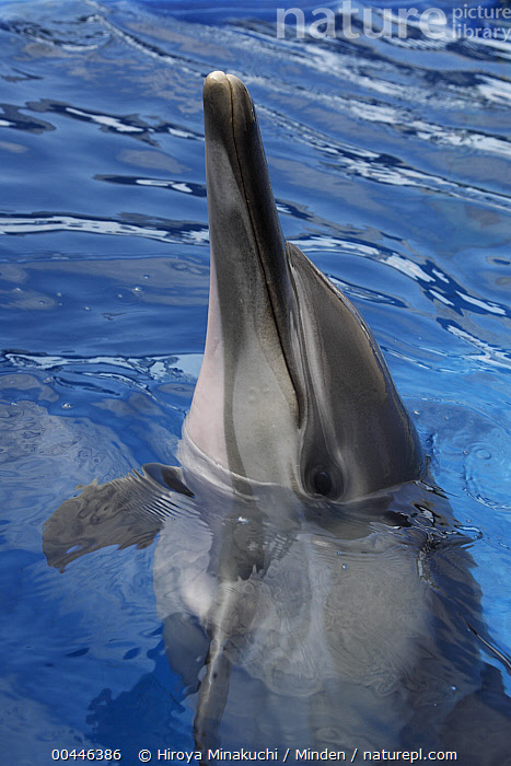 Stock photo of Long-beaked Common Dolphin (Delphinus capensis) spy ...