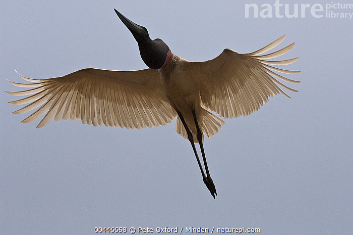 Stock photo of Jabiru Stork (Jabiru mycteria) flying, Pantanal, Brazil ...