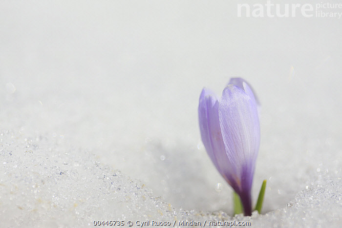 Stock photo of Dutch Crocus (Crocus vernus) flower emerging from snow ...