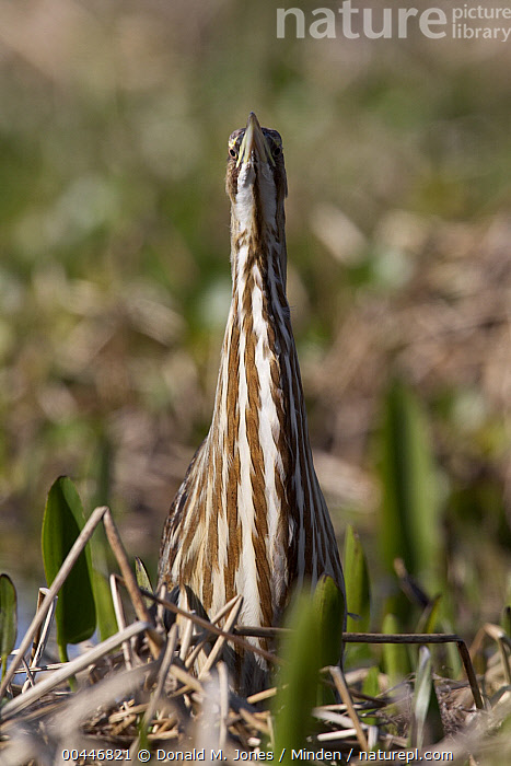 Stock photo of American Bittern (Botaurus lentiginosus), Florida ...