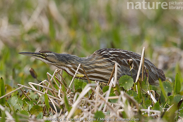 Stock photo of American Bittern (Botaurus lentiginosus), Florida ...
