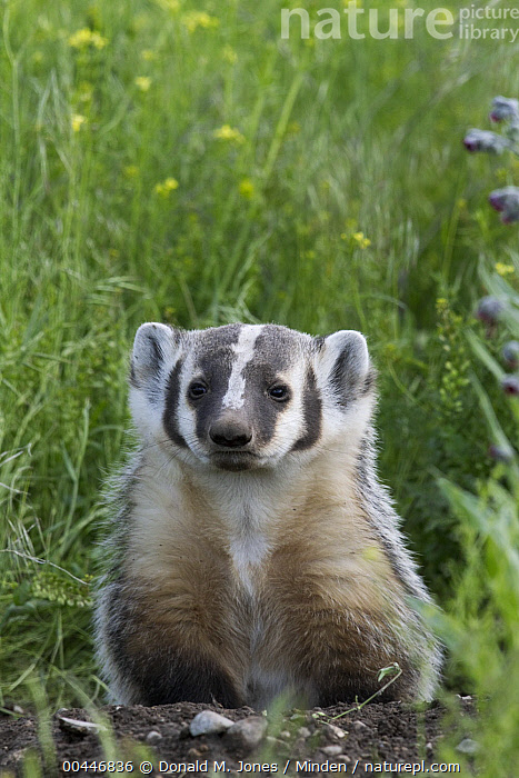 Stock photo of American Badger (Taxidea taxus) at den, western Montana ...