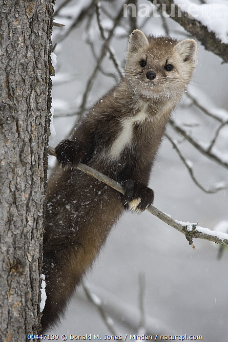 Stock photo of American Marten (Martes americana), western Montana ...