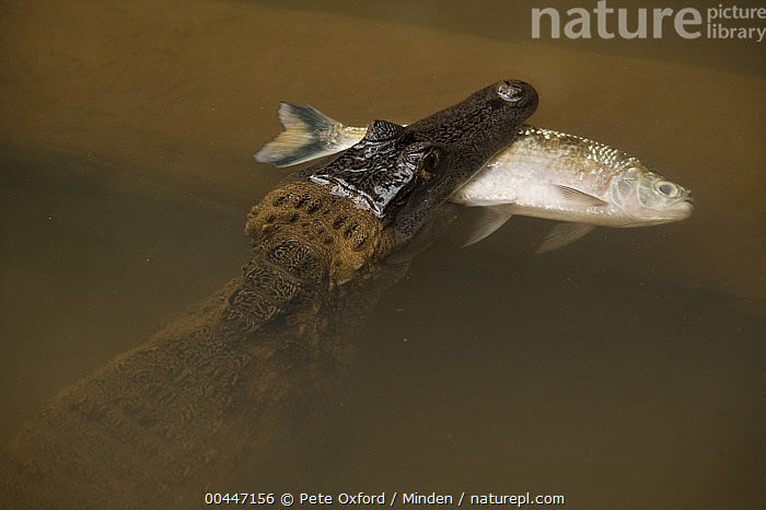 Stock photo of Spectacled Caiman (Caiman crocodilus) with fish prey ...