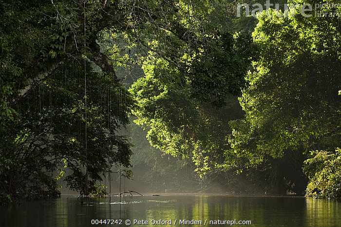 Stock photo of Mapari River and rainforest, north Rupununi, Guyana ...