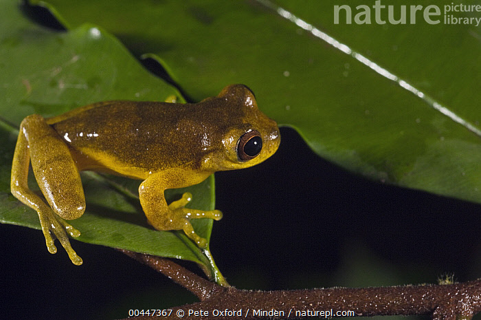 Stock photo of Lesser Treefrog (Dendropsophus minutus), Iwokrama ...