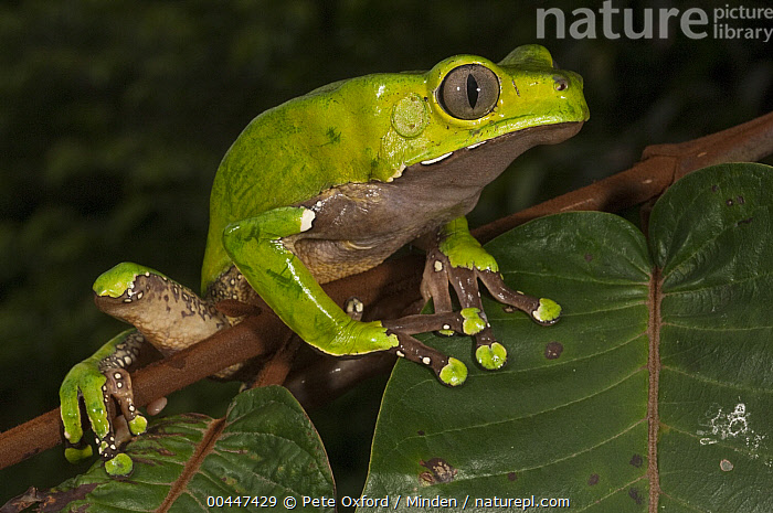 Stock photo of Giant Monkey Frog (Phyllomedusa bicolor), Iwokrama ...