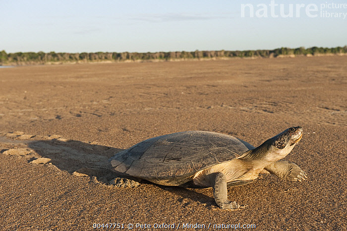 Stock photo of South American River Turtle (Podocnemis expansa) after ...