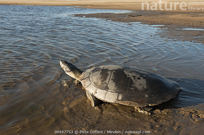 Stock photo of South American River Turtle (Podocnemis expansa) after ...