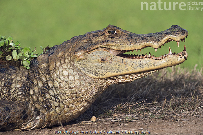 Stock photo of Spectacled Caiman (Caiman crocodilus), Hato Masaguaral ...