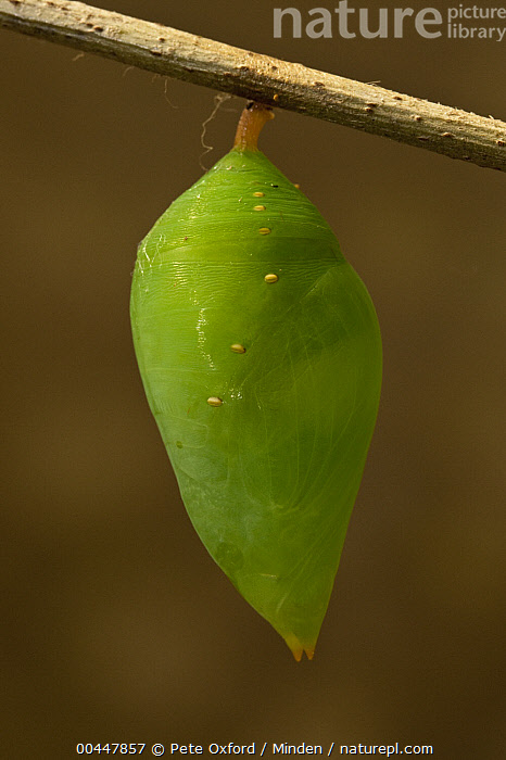 Stock photo of Morpho Butterfly (Morpho achilles) chrysalis, Napo River ...