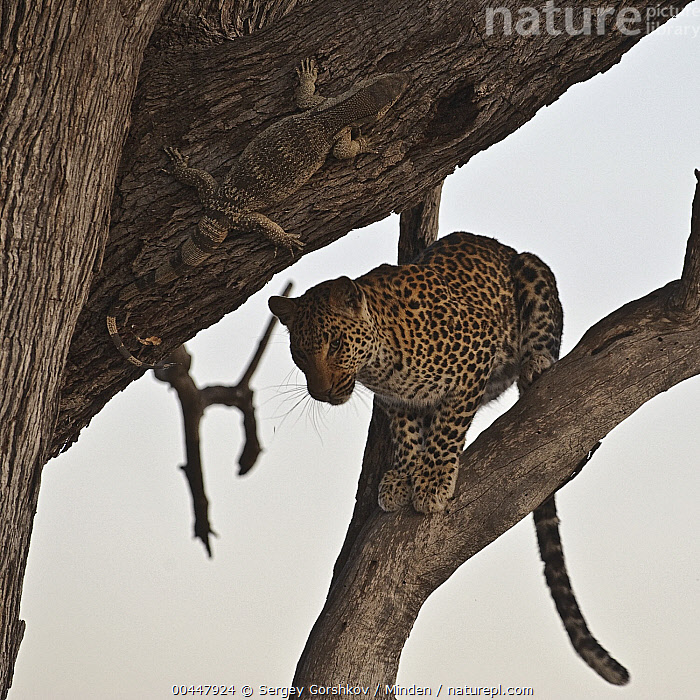Stock photo of Leopard (Panthera pardus) in tree near a Monitor Lizard ...