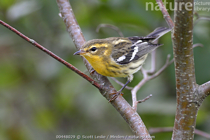 Stock photo of Blackburnian Warbler (Setophaga fusca) juvenile, Nova ...
