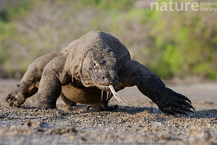 Stock photo of Komodo Dragon (Varanus komodoensis) walking along ...