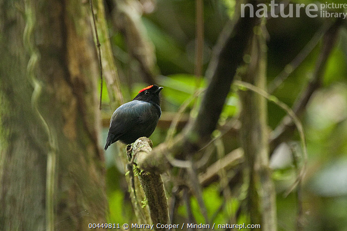 Stock photo of Blue-backed Manakin (Chiroxiphia pareola) male, Ecuador ...