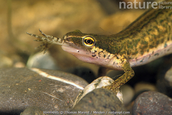 Stock photo of Palmate Newt (Triturus helveticus) eating Common Frog ...