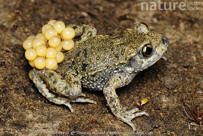 Stock photo of Midwife Toad (Alytes obstetricans) male carries eggs ...
