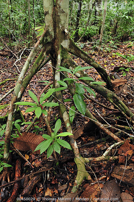 Stock photo of Exposed tree roots, Tanjung Puting National Park, Borneo ...