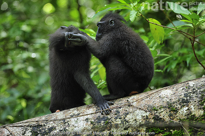 Stock photo of Celebes Black Macaque (Macaca nigra) pair grooming ...